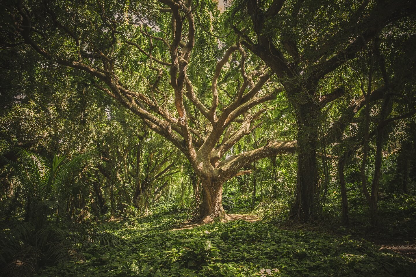 What If You Had A Money Tree Realising Ambitions